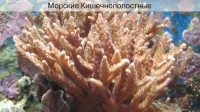 David Excoffier Морские Кишечнополостные презентация, доклад