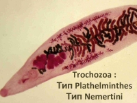 Trochozoa : Тип Plathelminthes Тип Nemertini презентация, доклад