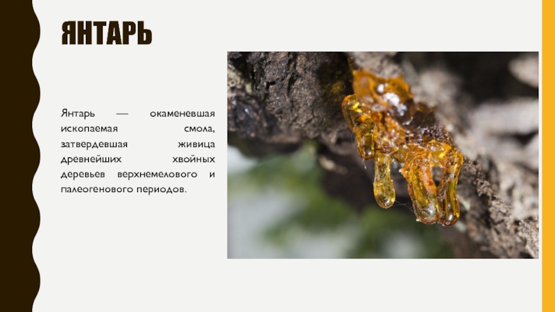 Природные смолы презентация, доклад, проект